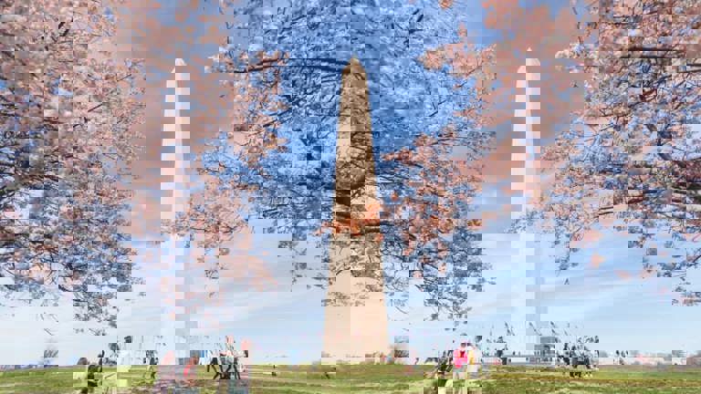 Experience the National Cherry Blossom Festival in Washington, DC