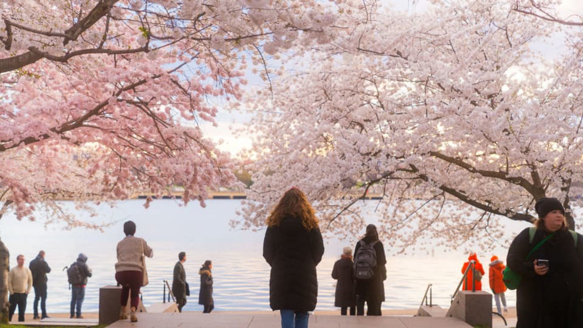 Experience the National Cherry Blossom Festival in Washington, DC